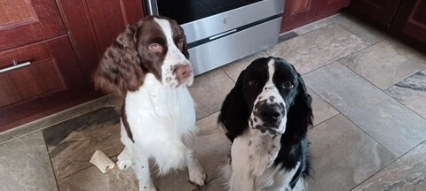 CKC Reg'd English Springer Spaniel breeder located in Clarendon Station ...