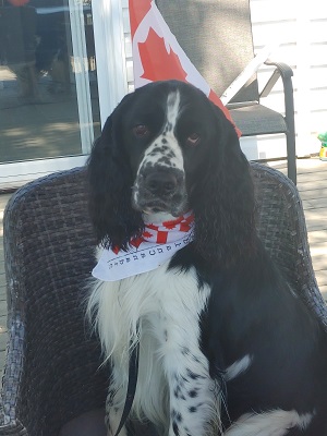 CKC Reg'd English Springer Spaniel breeder located in Clarendon Station ...